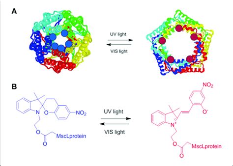 A Schematic Representation Of The Mscl Protein Functionalized With