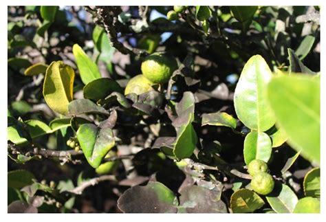 Whats Wrong With My Citrus Tree The Veggie Lady