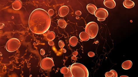 현미경 적혈구 및 바이러스 박테리아 감염 3d 렌더링 건강 관리 의료 및 과학 개념 혈액의 입자 인체 과학 생물학 3차원 형태에 대한 스톡 사진 및 기타 이미지 Istock