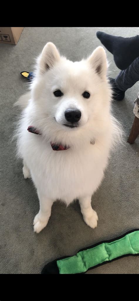 Loki Was Very Happy With Christmas Presents Rsamoyeds