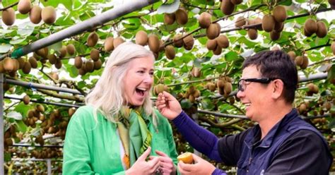 제스프리 천연 영양제 ‘제주 골드키위 올해 첫 출하