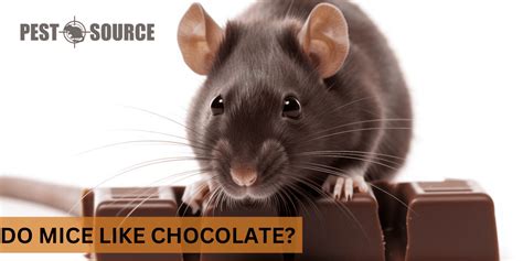 Do Mice Like Chocolate Pest Source