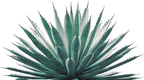 Bats & Agave - Bat Conservation International