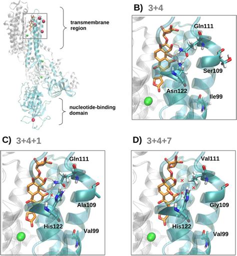 A Structural Model Of The Atpase α Subunit The Gene Region Sequenced