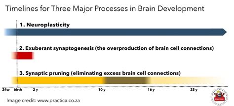 Synaptic Pruning Why Young Brains Need To Be Decluttered Expert Community Network