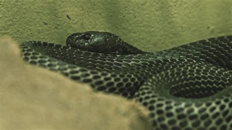 215 Python Coil Stock Videos Footage And 4k Video Clips Getty Images 215 Python Coil Stock Videos Footage And 4k Video Clips Getty Images