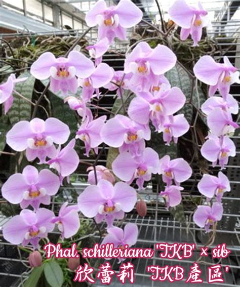 Phal. schilleriana 'TKB' × sib (Орхідея, Підлітки фаленопсисів ...
