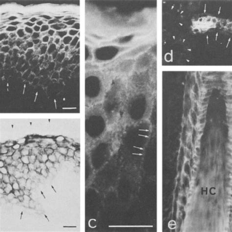 Immunohistochemical Staining Of Various Human Skin Related Epithelial Download Scientific