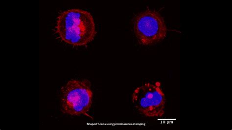 Adhesion And Inflammation Lab