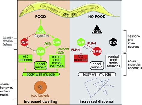 A Neuronal Circuit For Navigation During Food Search Behavior C