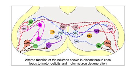 Frontiers Spinal Cords Symphonies Of Interneurons Across 57 Off