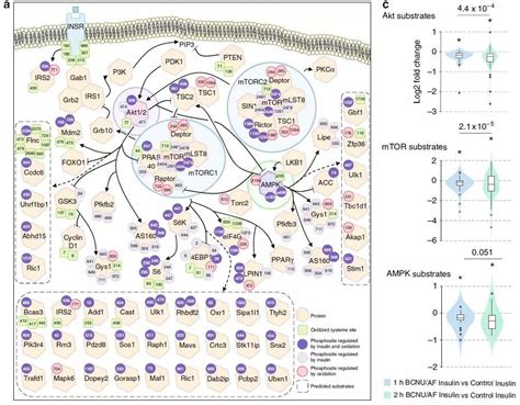 全面阐述！nat Commun：氧化应激的氧化还原信号和蛋白质磷酸化信号调控机制 搜狐大视野 搜狐新闻