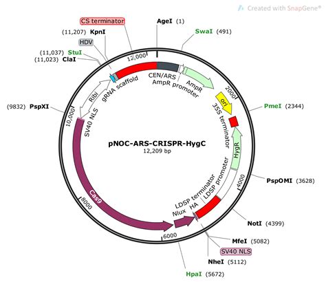 Addgene PNOC ARS CRISPR V2