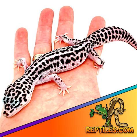 Leopard Gecko Morphs List With Pictures Leopard Gecko Morphs Nalintj