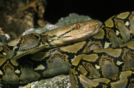 Reticulated Python Stock Pictures Editorial Images And Stock Photos Shutterstock