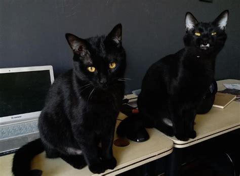 纯黑的猫一般人养不了 纯黑的猫一般人养不了千万不要随便养黑猫 C18快讯