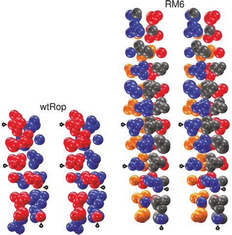 Pdf Loopless Rop Structure And Dynamics Of An Engineered