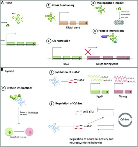 By Engaging In Diverse Interaction Patterns A Single Lncrna Can Impact Download Scientific