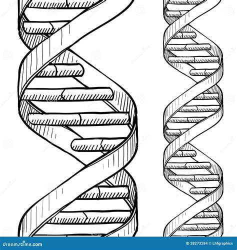 Dna Double Helix Fragment Structure Nucleotide Phosphate Sugar And Bases Dna Education Info
