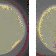 Sex Response As A Function Of Algal Density Inducer Dose And Level Of Download Scientific