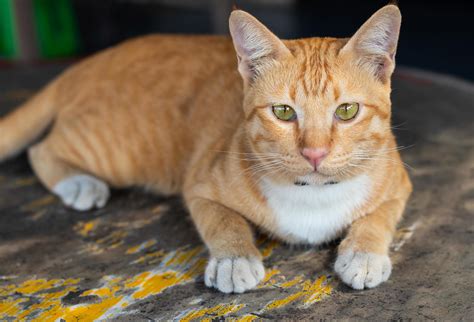 Un Gato Amarillo Y Blanco Sobre La Mesa 7664912 Foto De Stock En Vecteezy