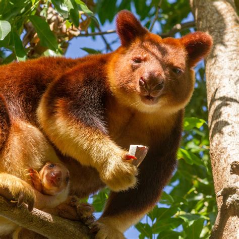 Newborn Tree Kangaroo