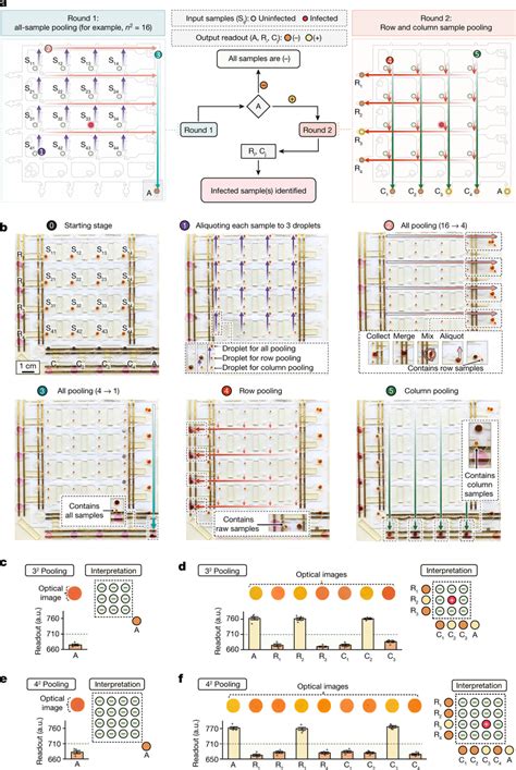 Performing A Pooled Sars Cov 2 Rt Lamp Workflow Using A Ferrobot Download Scientific Diagram