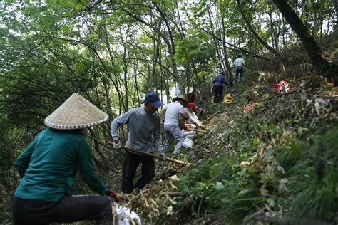 黄精品牌冰雪容横空出世千亿级黄精产业的机遇与路径