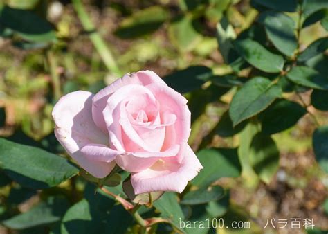 花嫁ハナヨメ バラ百科