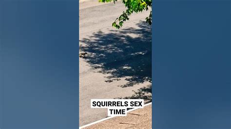 Its A Beautiful Day Squirrels Chasing Each Other For Sex Shorts Youtube