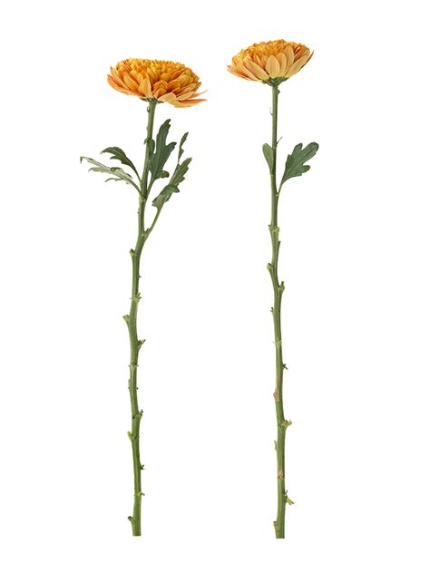 生花菊 ディスバッドマム オレンジ 品種おまかせ60cm マレーシアFlower Smith Marketフラワースミスマーケット