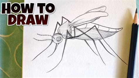How To Draw Mosquito