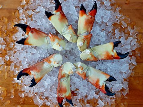 Fresh Florida Stone Crab Claws Medium Large Jumbo Colossal Keys