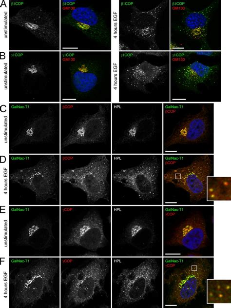 Upon Egf Stimulation Cop I β1 And γ1 Subunits Are Redistributed From