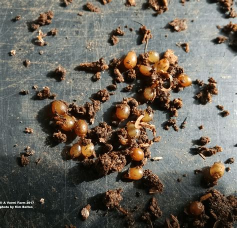 Red Wiggler Cocoons A Vermi Farm