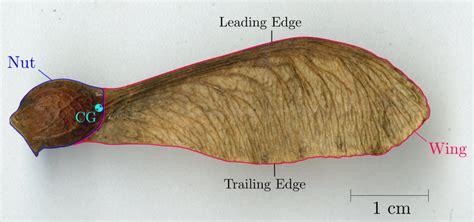 Photo Of Sycamore Seed Acer Pseudoplatanus Of The Maple Genus With A Download Scientific
