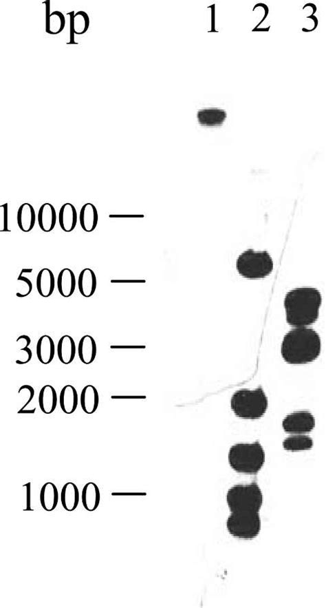 Southern Blot Analysis The B Gibsoni Genomic Dna Was Digested With