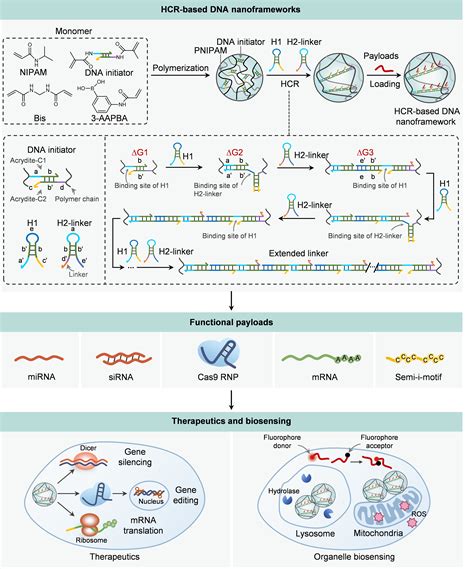 仰大勇教授课题组nature Protocols：杂交链式反应策略合成dna纳米框架 X Mol资讯