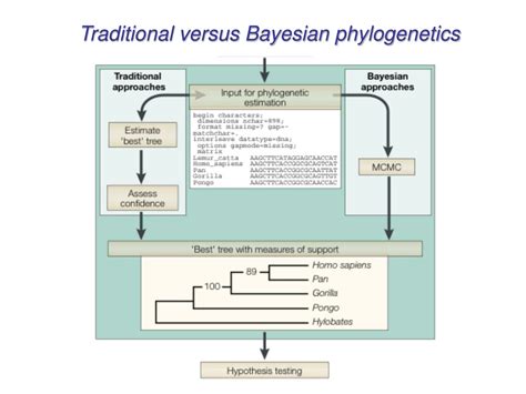 Ppt Molecular Phylogenetics Powerpoint Presentation Free Download