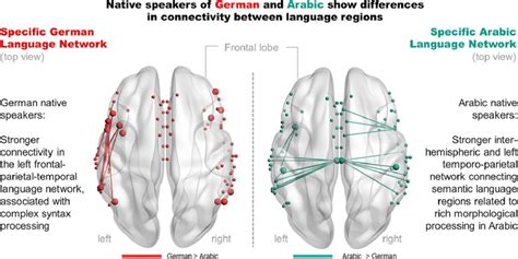 Does Your First Language Affect The Structure Of Your Brain Language Miscellany