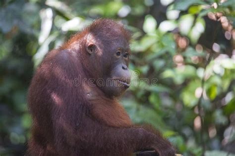 Orang Utan In The Forest Of Kalimantan Stock Image Image Of Trees Tourist