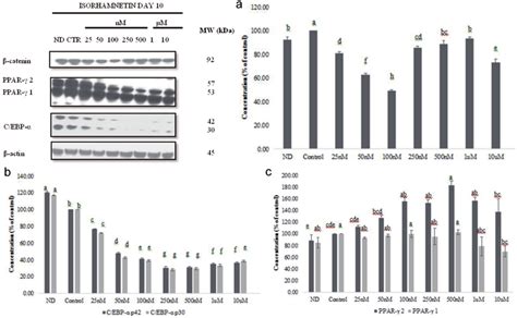Effect Of Isorhamnetin On β Catenin Ppar γ1 And 2 Or Cebp During