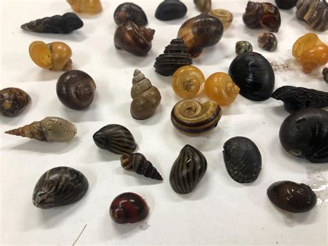 Empty Assorted Snail Shells Dry Shells Diy Craft Seashells Beach Empty Assorted Snail Shells Dry Shells Diy Craft Seashells Beach