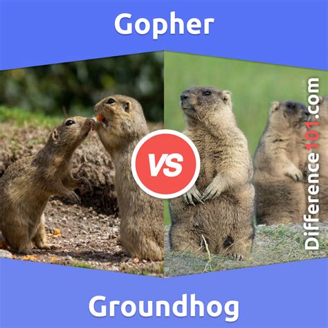 Woodchuck Vs Gopher Spotting The Difference To Protect Your Garden