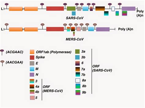 Virology Tidbits Sars Cov V Mers Cov Differences And Similarities