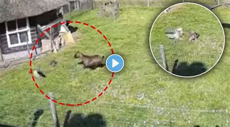 Hawk Attacks Chicken At A Farm In Viral Video Watch What Happened Prp 93 कोंबडीवर ससाण्याचा