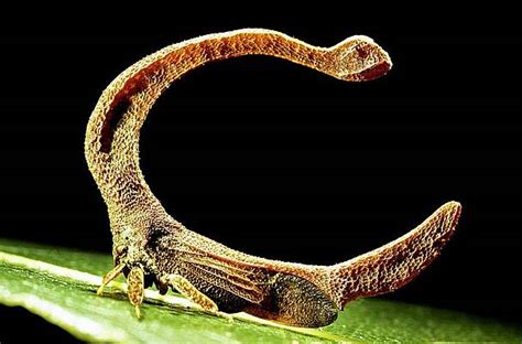 Treehopper Art Fine Art America