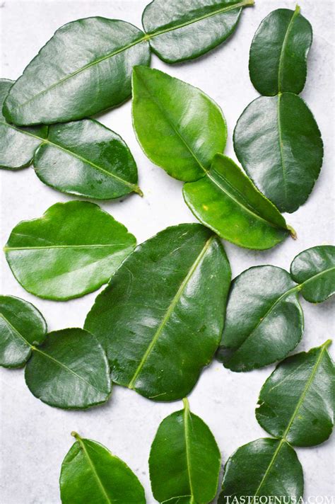 What Are Curry Leaves Taste Of Nusa