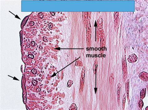 3 Epithelial Tissues Flashcards Quizlet