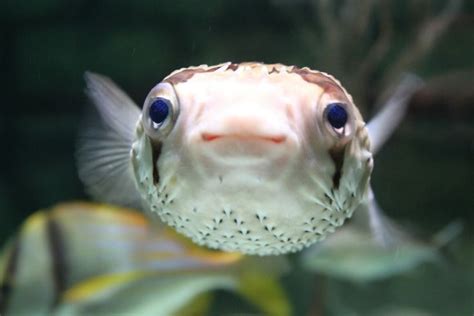 Cute Puffer Fish Therapy Animals Puffer Fish Animals Beautiful